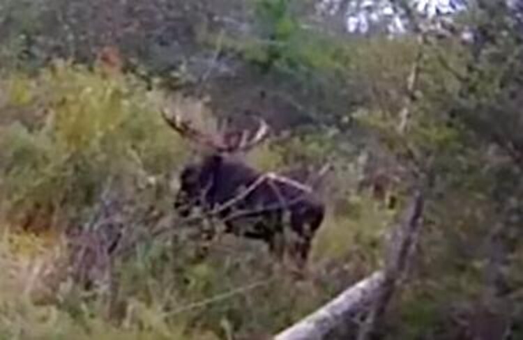 Desperate Moose Tangled In Wire Is Calmed By Kind People - The Dodo