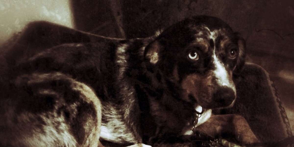 Catahoula Puppy Survives Gunshot Wound To Head, Begins Miraculous ...