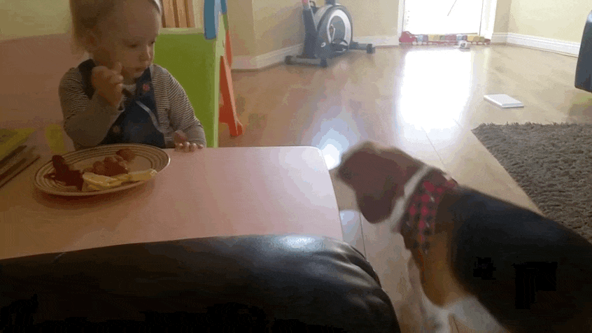 Dog Watches Over His Baby As She Grows Up - The Dodo