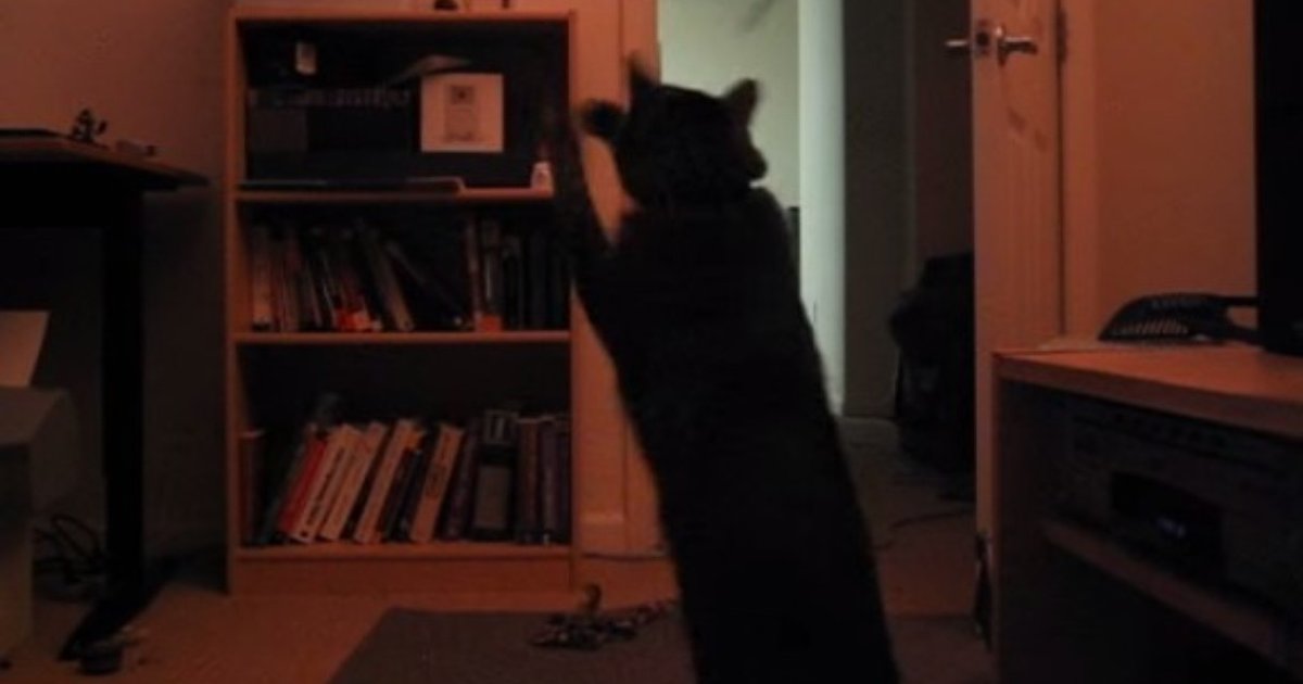 This Is The Very First Cat Video Posted To YouTube - The Dodo