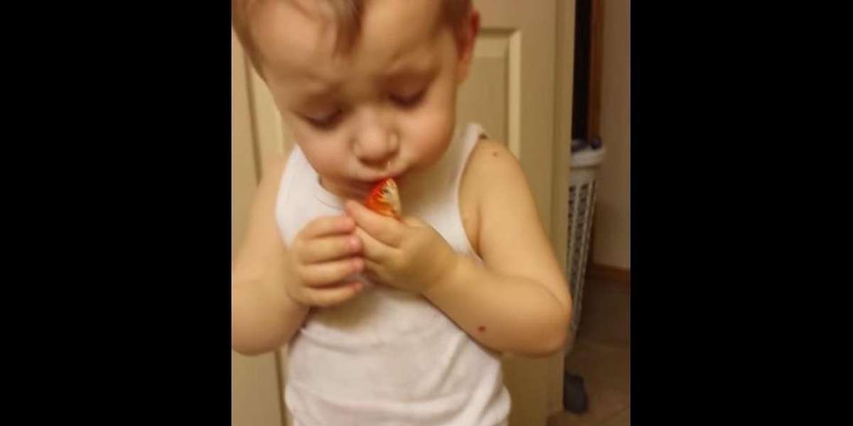 Boy Holds A Heartbreaking Little Funeral For His Friend A Fish The Dodo