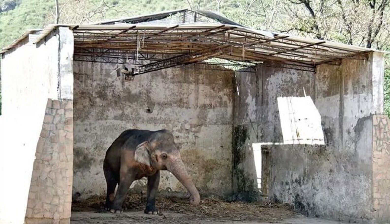 Sweet, Quiet Elephant Has Spent His Whole Life In A Hot Steel Shed ...