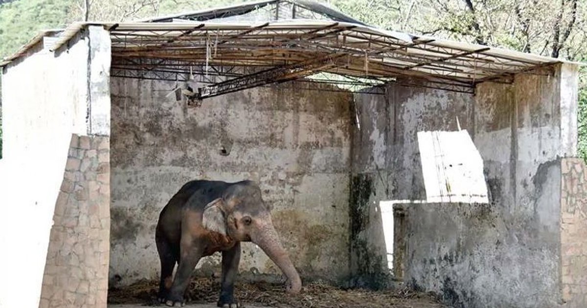Sweet, Quiet Elephant Has Spent His Whole Life In A Hot Steel Shed ...