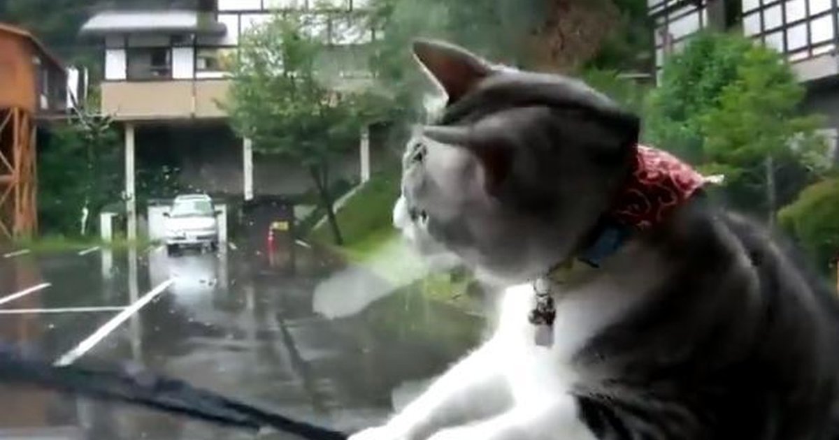 Cat Will Catch This Windshield Wiper Or ELSE - The Dodo