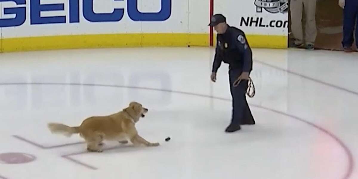 Dog Loves Playing Fetch On The Ice - Videos - The Dodo