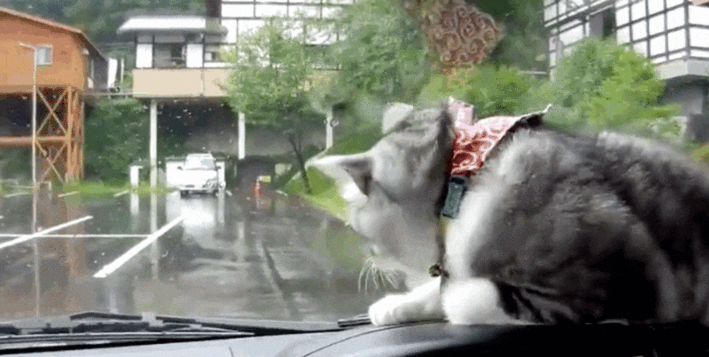 Cat Will Catch This Windshield Wiper Or ELSE - The Dodo