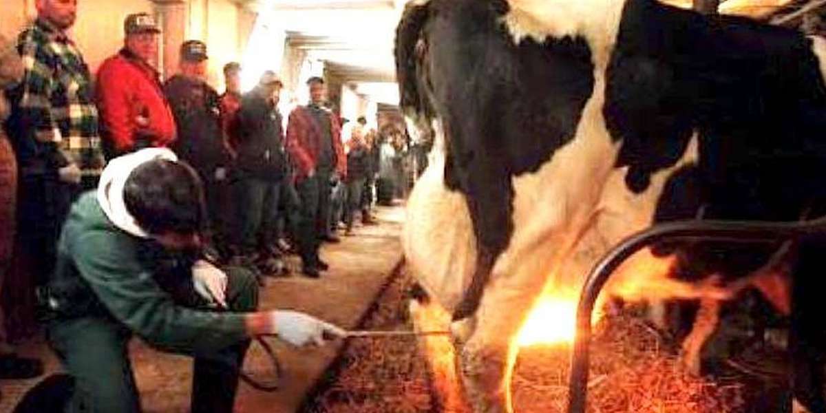 People Actually Put Open Flames Under Cows' Udders - The Dodo