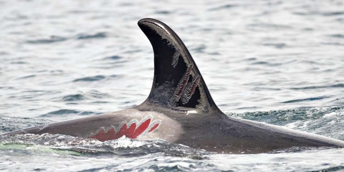 Young Orca Wounded In Harrowing Human Encounter - The Dodo