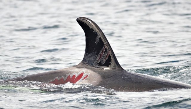 Young Orca Wounded In Harrowing Human Encounter - The Dodo