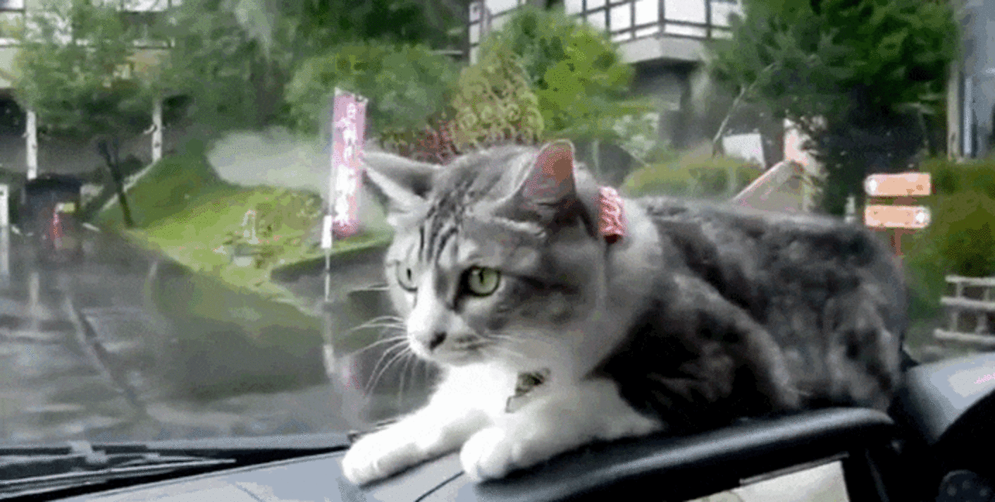 Cat Will Catch This Windshield Wiper Or ELSE - The Dodo