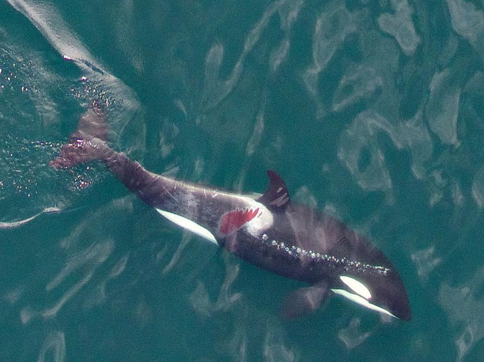 Young Orca Wounded In Harrowing Human Encounter - The Dodo