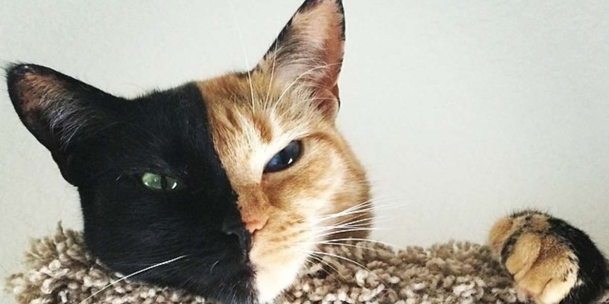 Venus Has A Lookalike Sister! New Pics Of the Two-Faced Cat As A Kitten ...