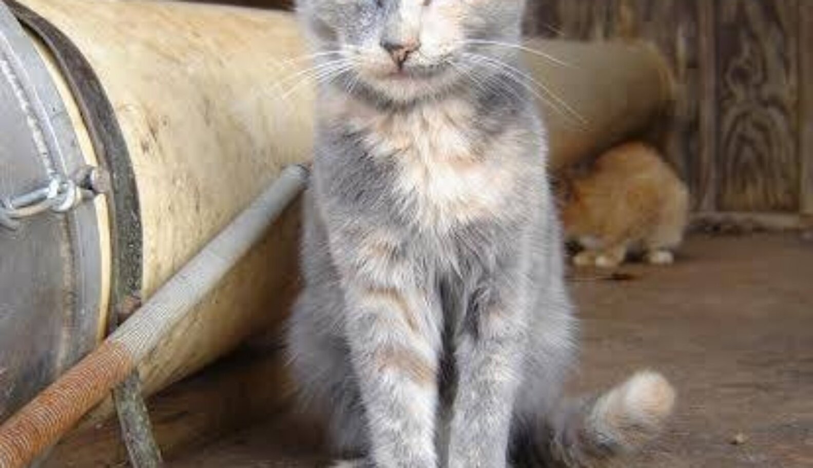 Venus Has A Lookalike Sister! New Pics Of the Two-Faced Cat As A Kitten ...