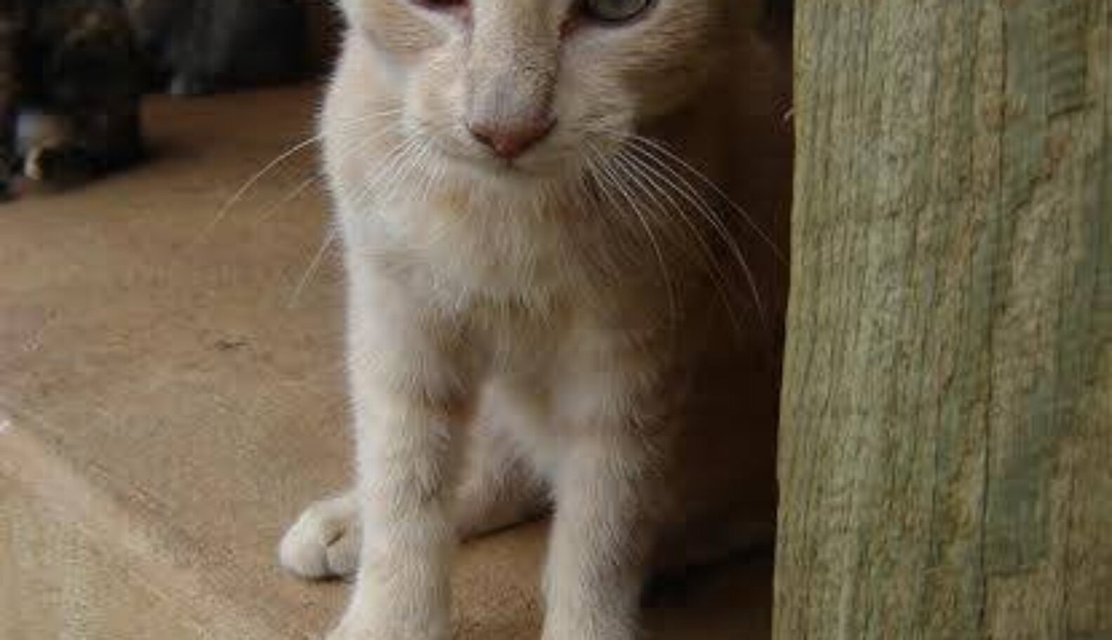 Venus Has A Lookalike Sister! New Pics Of the Two-Faced Cat As A Kitten ...