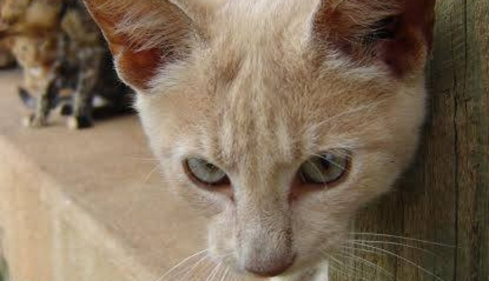 Venus Has A Lookalike Sister! New Pics Of the Two-Faced Cat As A Kitten ...