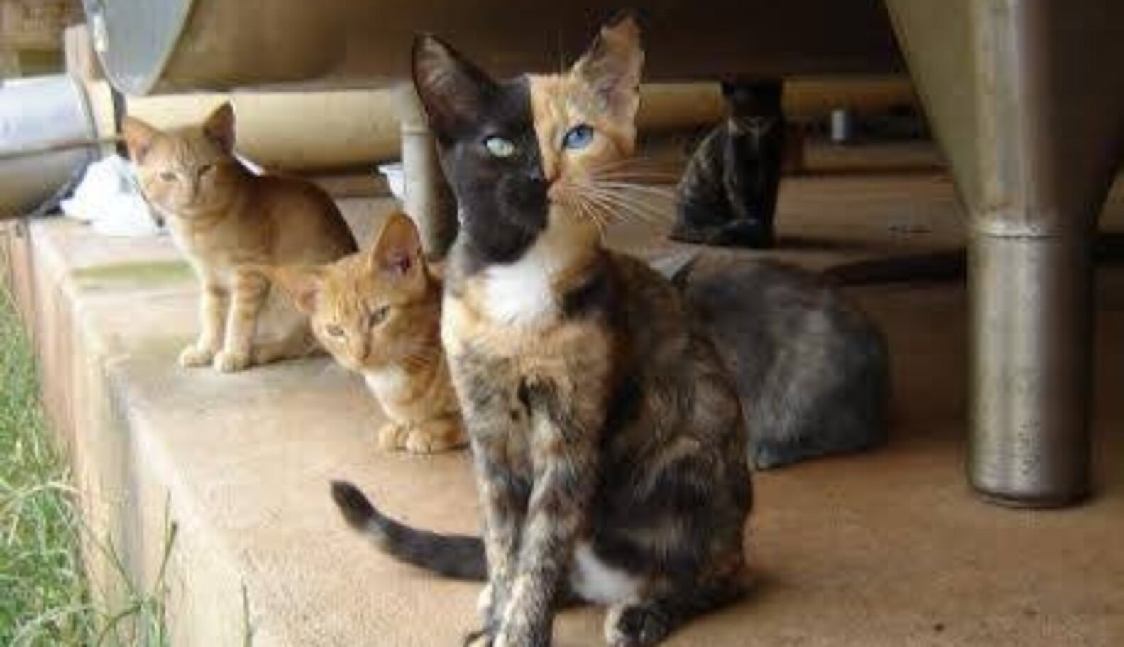 Venus Has A Lookalike Sister! New Pics Of the Two-Faced Cat As A Kitten ...