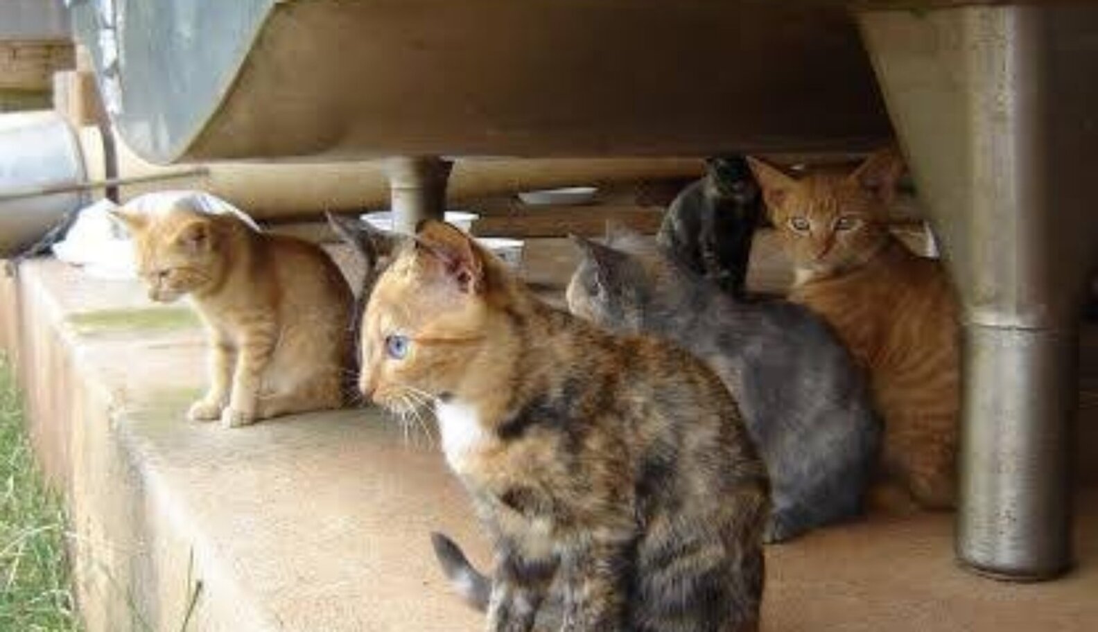 Venus Has A Lookalike Sister! New Pics Of the Two-Faced Cat As A Kitten ...