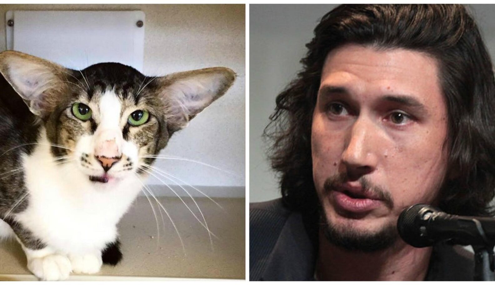Homeless Cat Shows It Actually Pays To Look Like Adam Driver - The Dodo