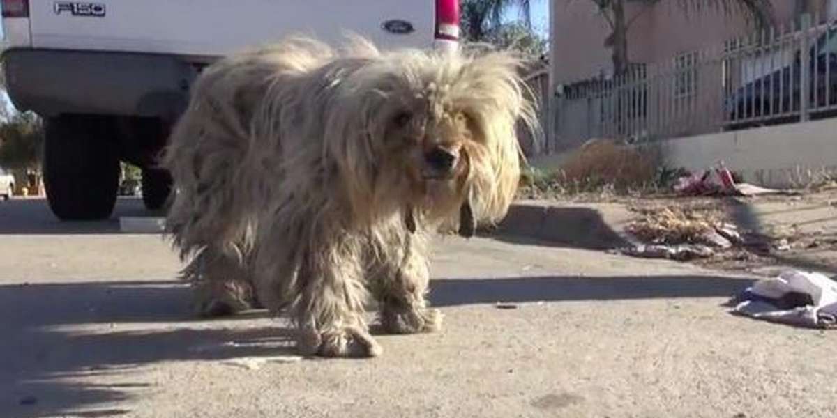 Frightened, Matted Dog Could Never Have Even Dreamed Of Her Life Now ...