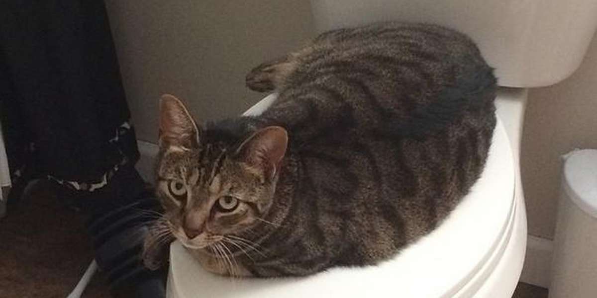 13 Cats Who Can't Be Bothered To Move - The Dodo