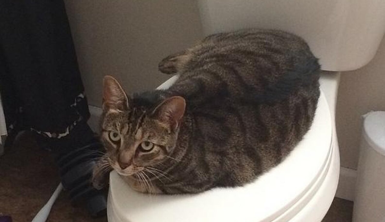 13 Cats Who Can't Be Bothered To Move - The Dodo