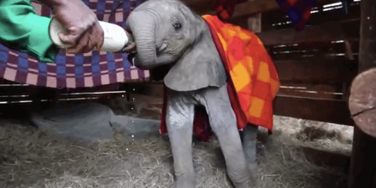 Baby Elephant Who Fell Down A Well Airlifted To His New Life - The Dodo