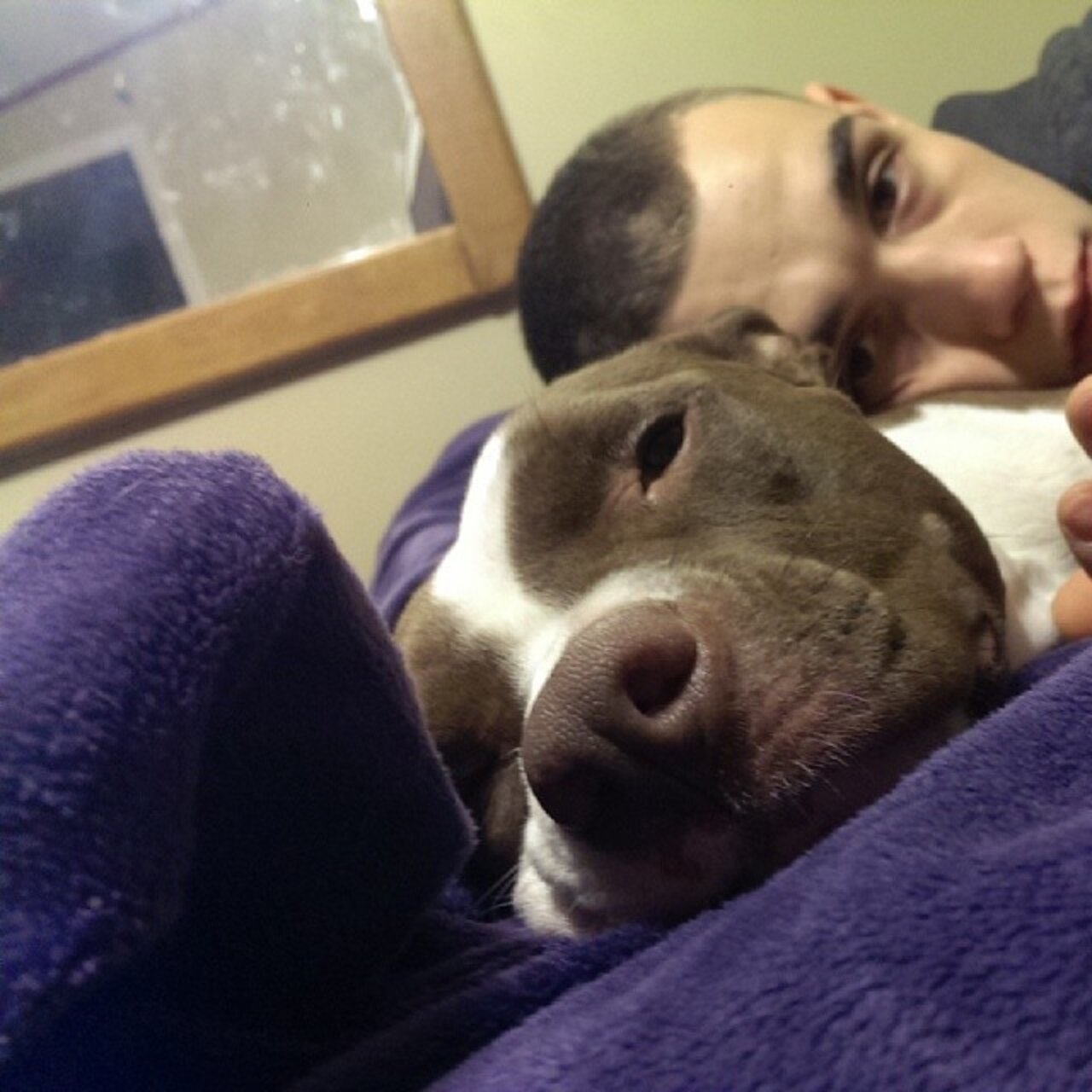 Who Needs Pillows When You Have These 29 Pit Bulls To Snuggle With ...