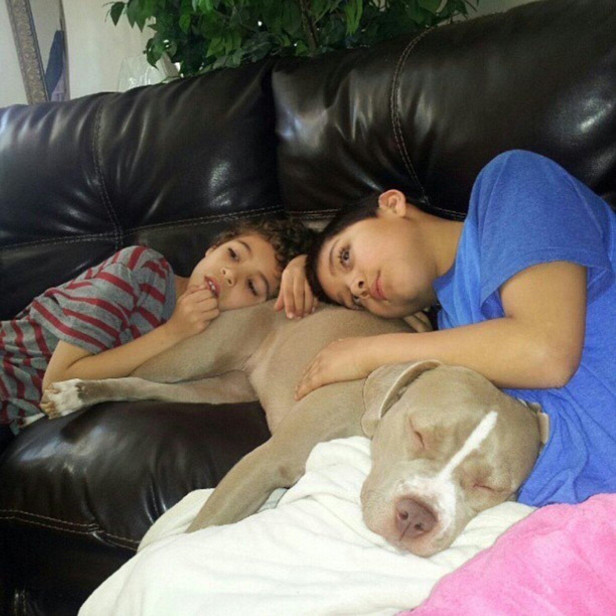 Who Needs Pillows When You Have These 29 Pit Bulls To Snuggle With ...