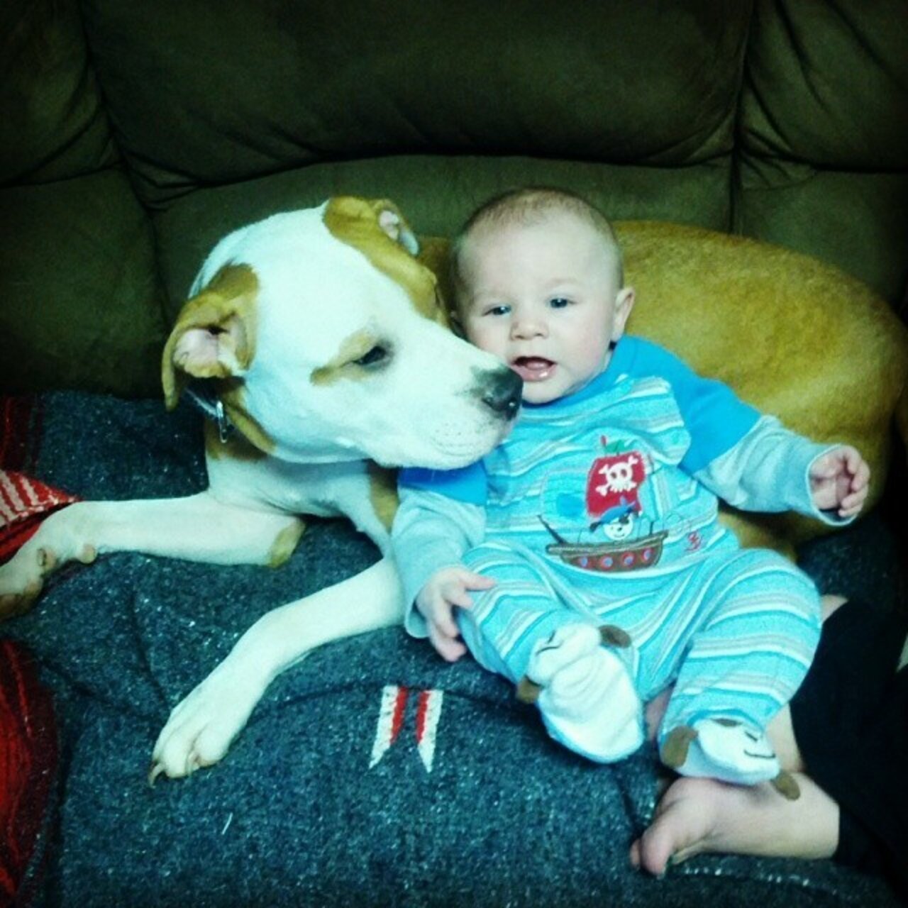 Who Needs Pillows When You Have These 29 Pit Bulls To Snuggle With ...