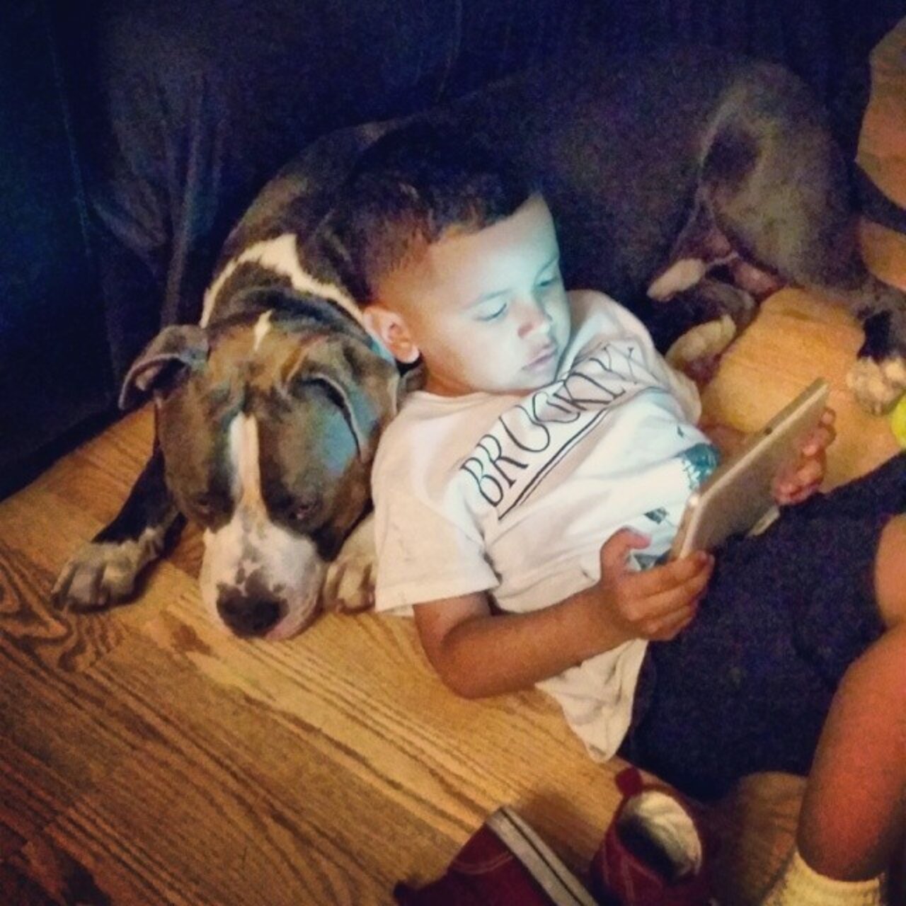 Who Needs Pillows When You Have These 29 Pit Bulls To Snuggle With ...
