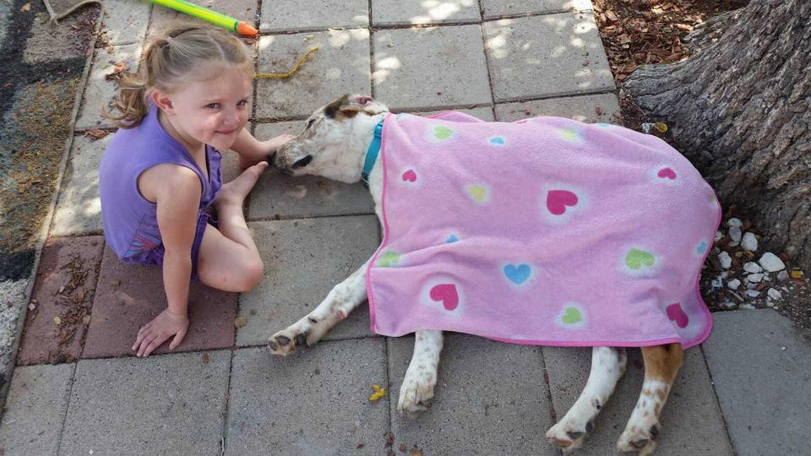Little Girl Teaches Dog Sign Language So They'll Never Be Alone - The Dodo