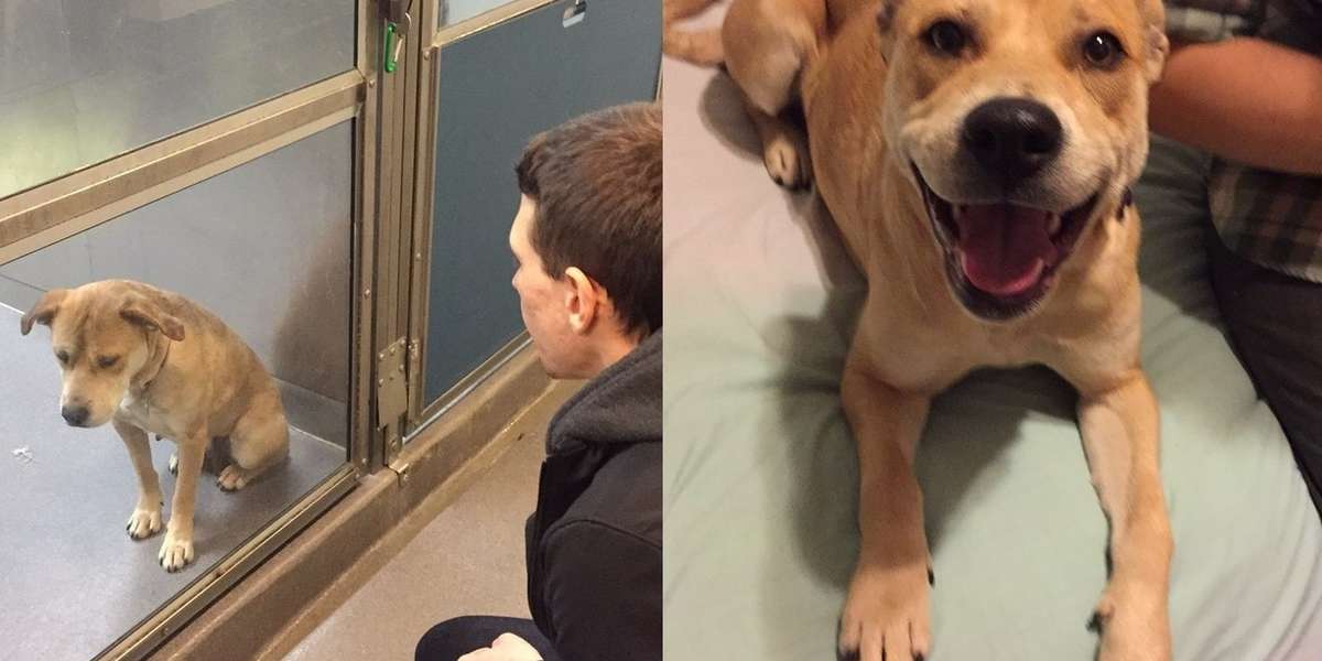 Woman Lists All The Things She Loves About Her Rescue Dog - The Dodo