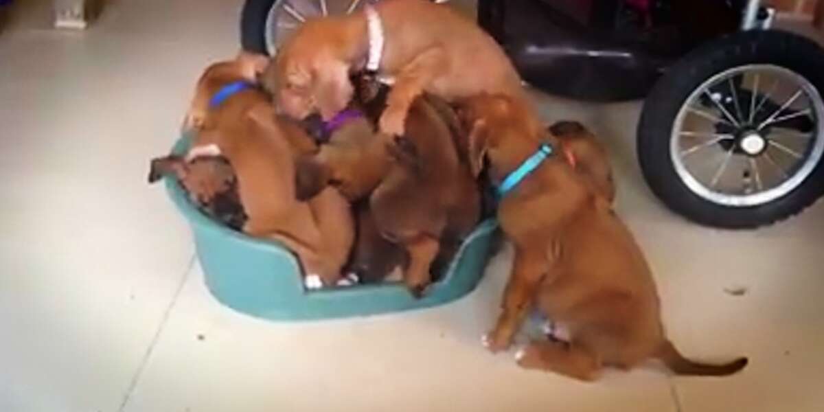 Puppies Try SO Hard To Pile Into The Same Bed Together - The Dodo