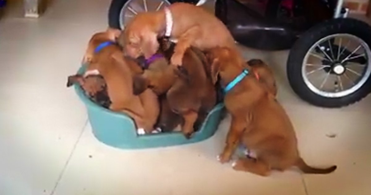 Puppies Try SO Hard To Pile Into The Same Bed Together - The Dodo