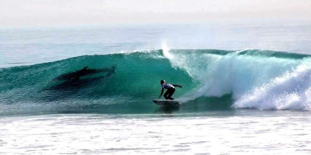 Surf Show: How Humans And Dolphins Should Interact - The Dodo