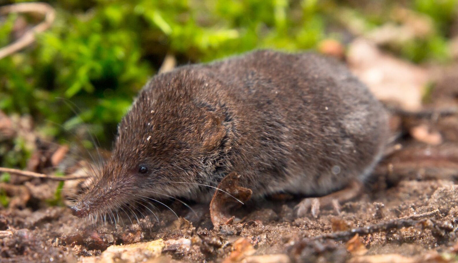 Teeny-Tiny Animals You Can't Believe Are Even Real - The Dodo