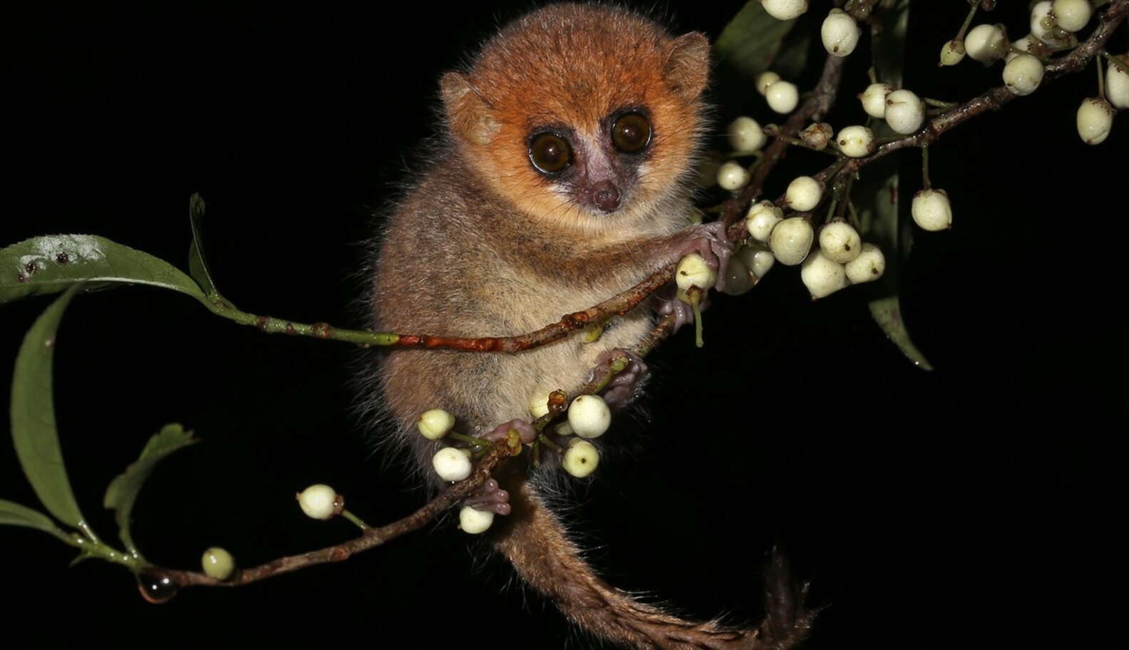 Teeny-Tiny Animals You Can't Believe Are Even Real - The Dodo