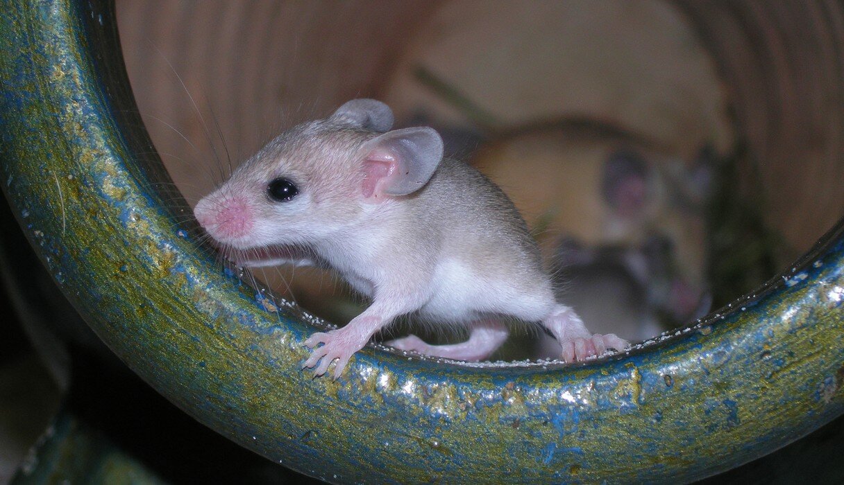 Teeny-Tiny Animals You Can't Believe Are Even Real - The Dodo