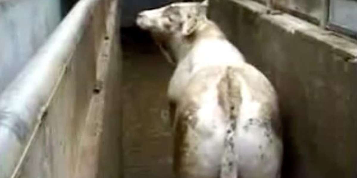 Video Captures Terror Of Slaughterhouses — Without One Drop Of Blood ...