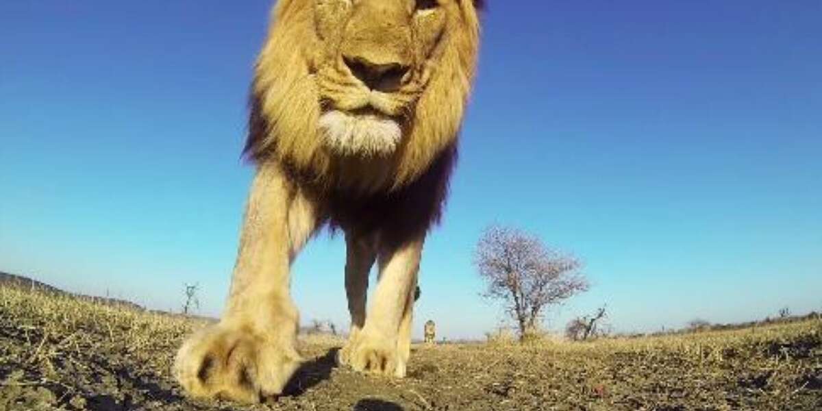 11 Scene-Stealing Wild Animals Caught On Camera In 2014 - The Dodo