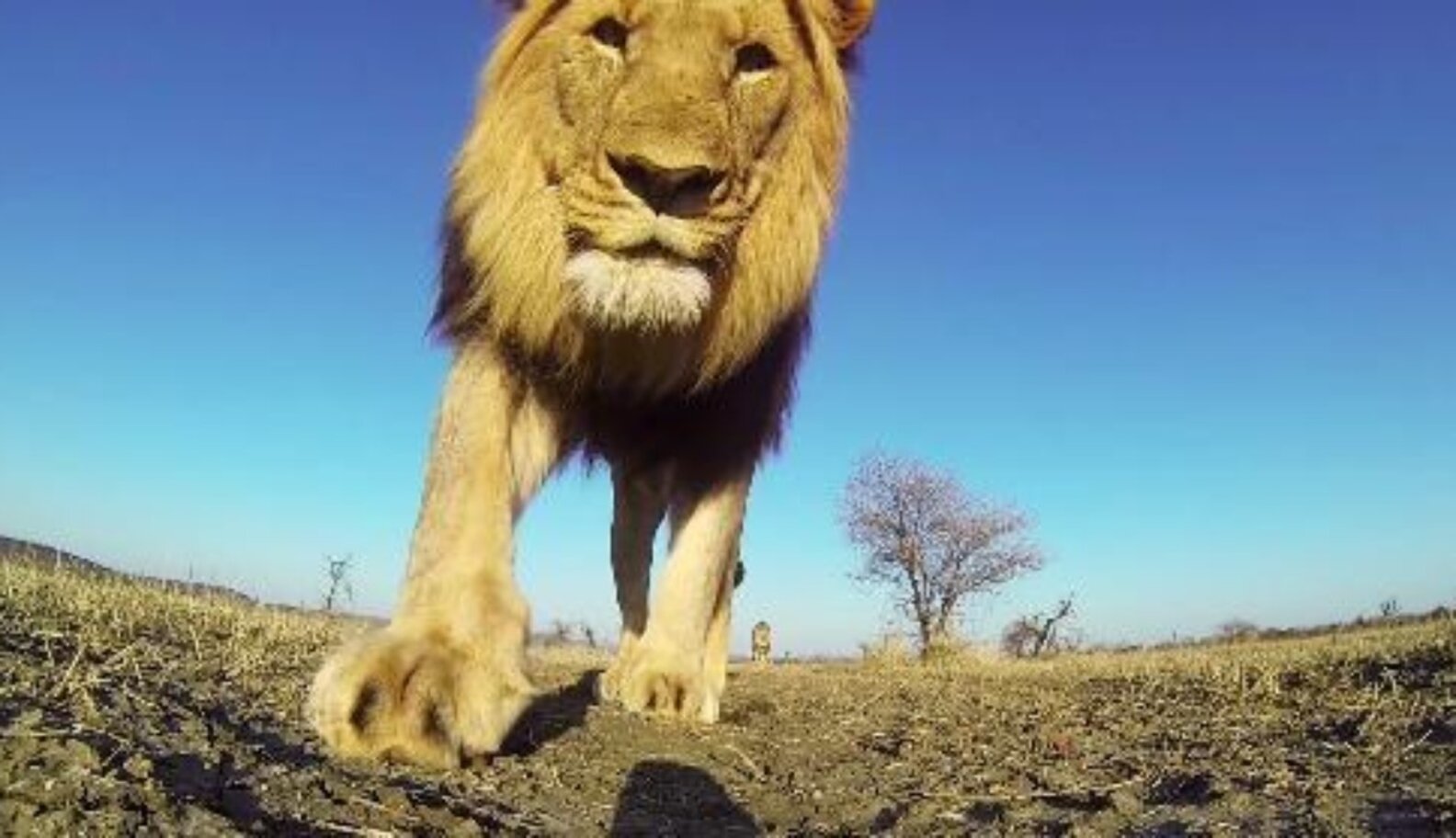 11 Scene-Stealing Wild Animals Caught On Camera In 2014 - The Dodo