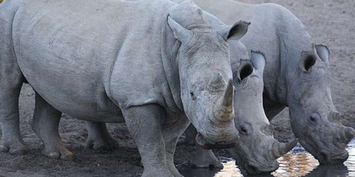 Poaching The Poachers: Strategies From The War On Animals - The Dodo