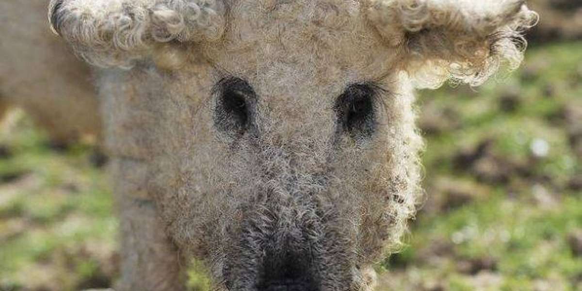 Fuzzy, Cuddly Pigs Look Just Like Sheep And They're PERFECT - The Dodo