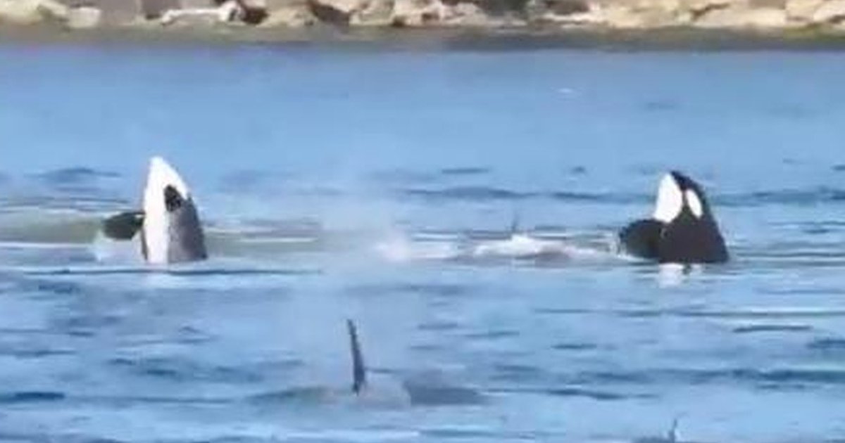 Ecstatic Wild Orca Family Shows Why Whales Don't Belong In Tanks - The Dodo