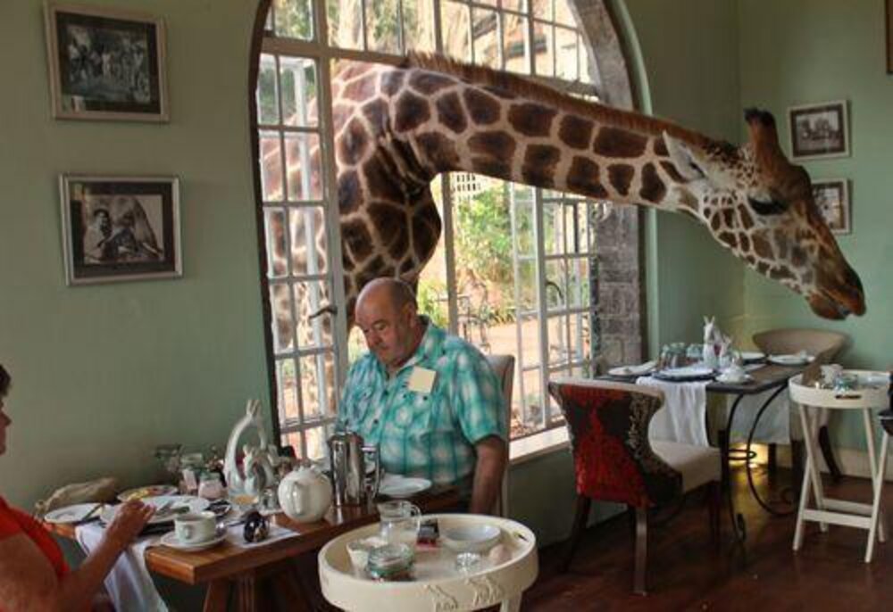 The Place Where You Can Breakfast With Giraffes - The Dodo