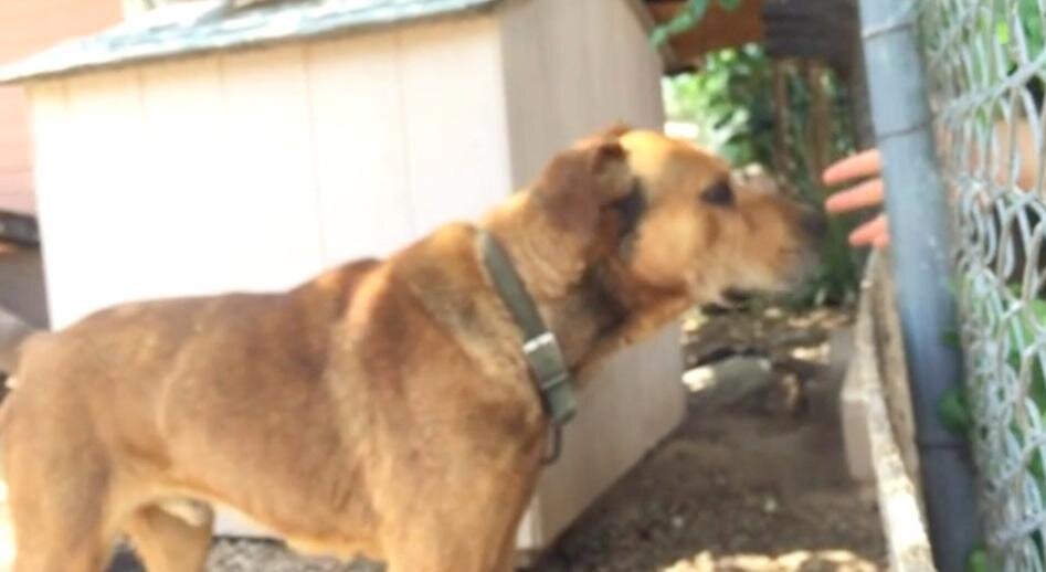 Dog Chained Up For A Decade Has The Sweetest Reaction To Being Set Free ...