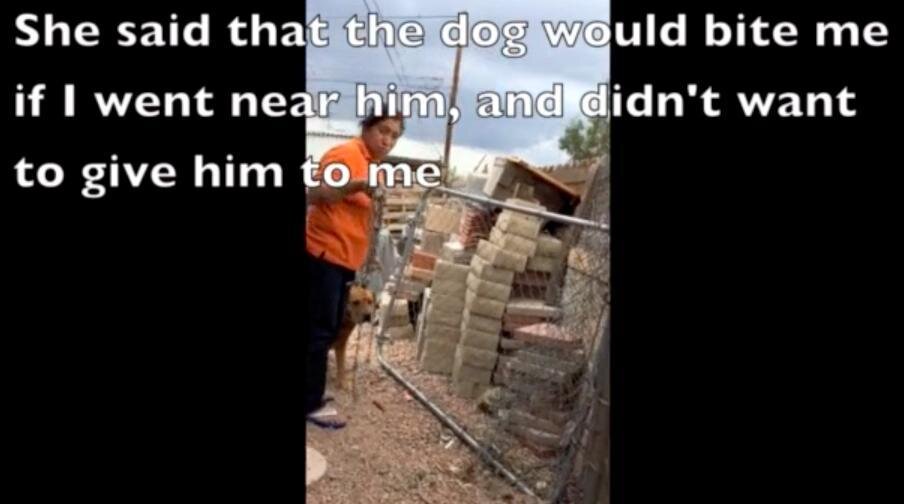 Dog Chained Up For A Decade Has The Sweetest Reaction To Being Set Free ...