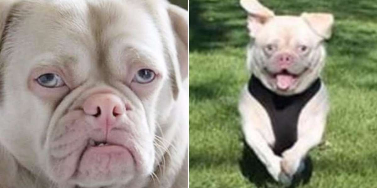 Grumpiest Pug Gets A Home And Becomes The Happiest Dog - The Dodo