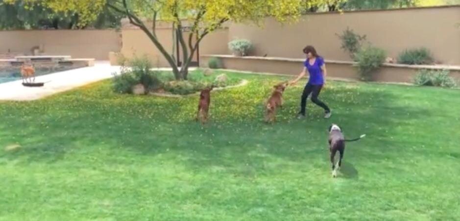 Dog Chained Up For A Decade Has The Sweetest Reaction To Being Set Free ...