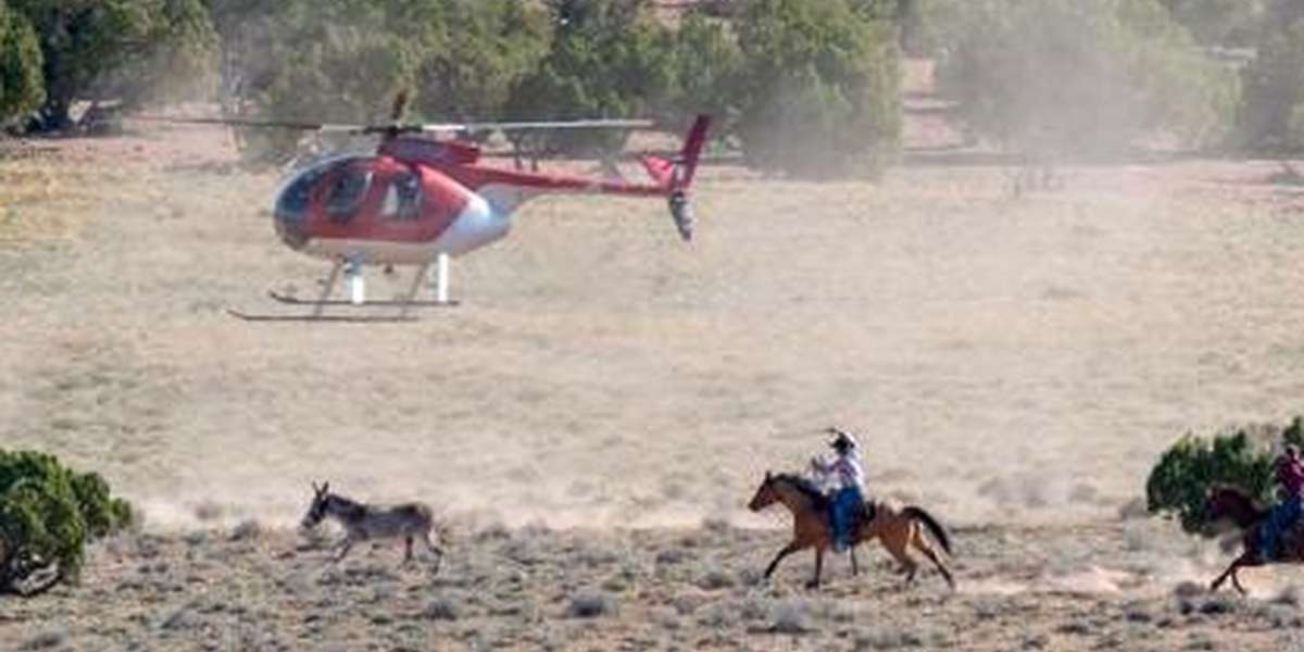 Authorities Are Rounding Up The Last Of Our Wild Burros - The Dodo